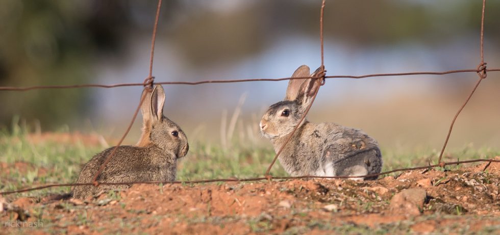 European Rabbit (Oryctolagus cuniculus) | Leschenault Biosecurity