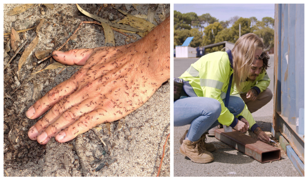 Invasive pest browsing ant eradicated from WA | Leschenault Biosecurity